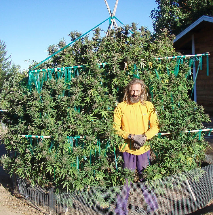 Interview with David Silverstone of Silver Dragon Cannabis – Silver ...